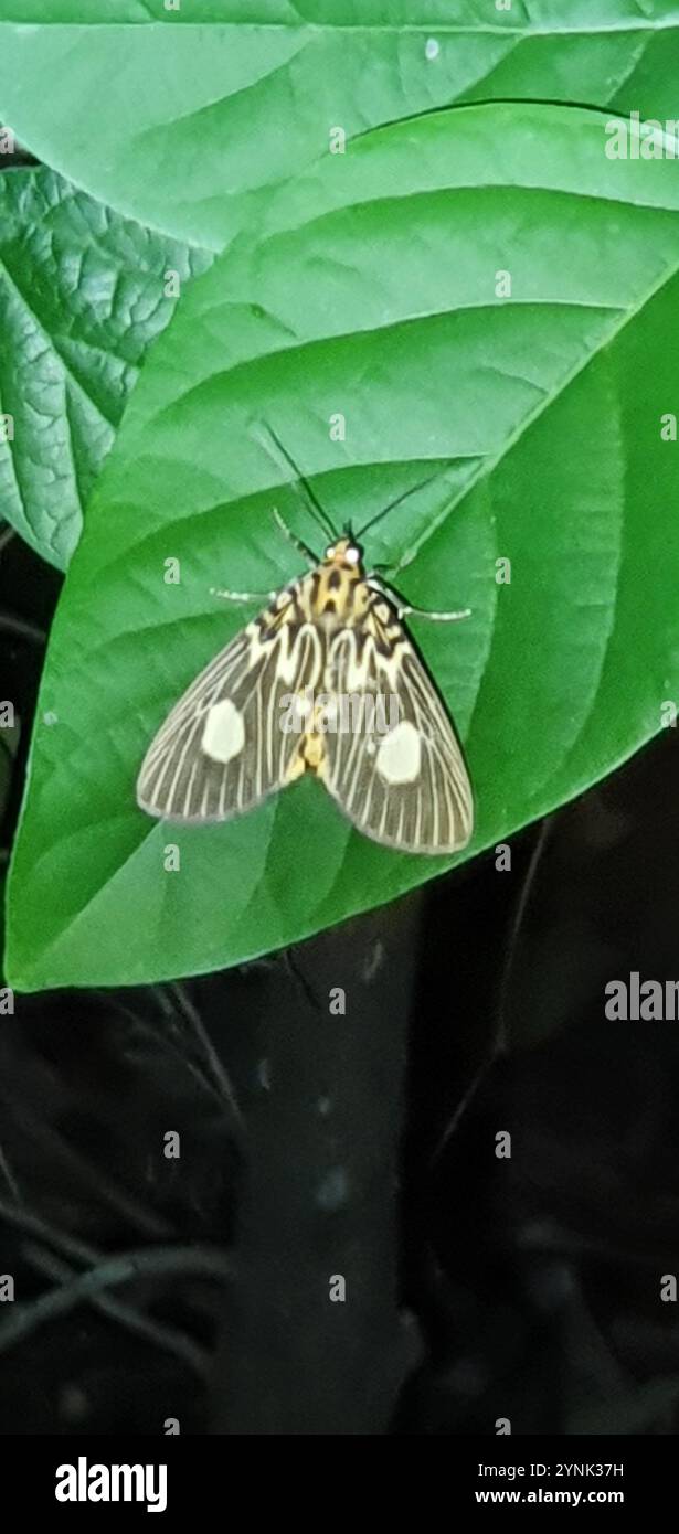 Two-spots Tiger Moth (Asota plagiata Stock Photo - Alamy