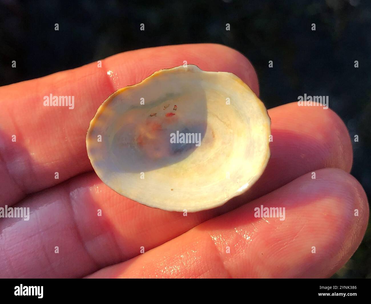 Shield Limpet (Lottia pelta Stock Photo - Alamy
