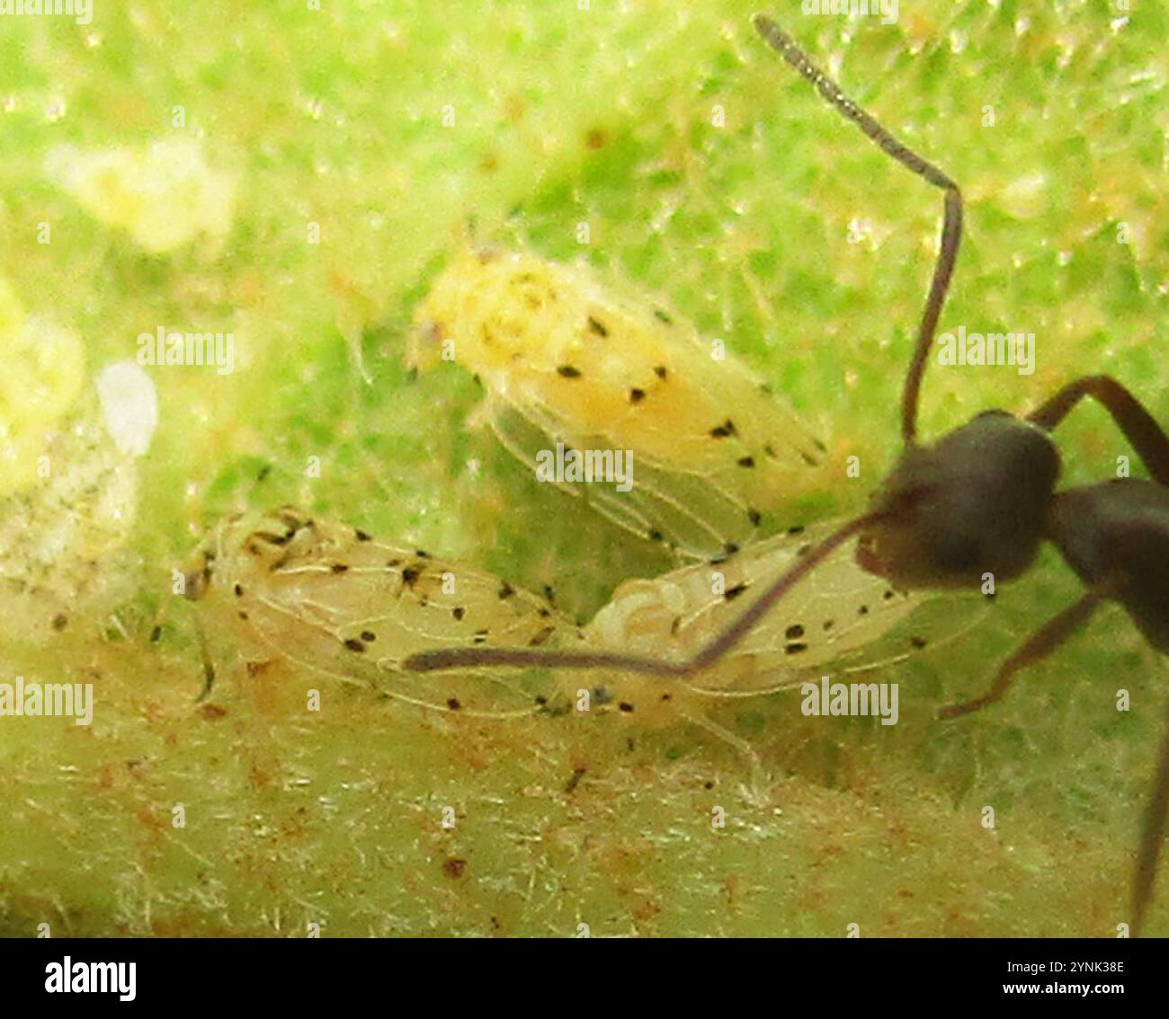 Psylloidea hi-res stock photography and images - Alamy