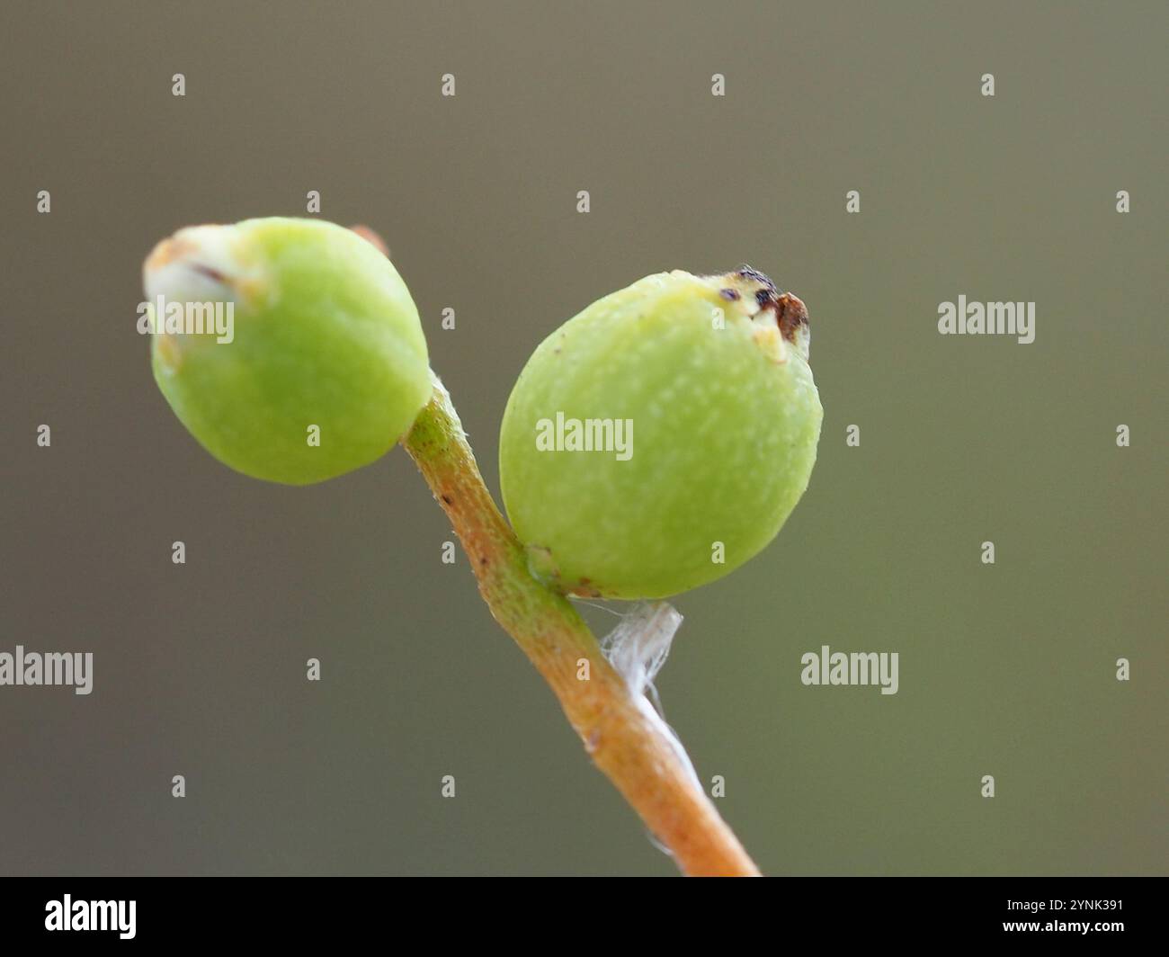 laurel dodder (Cassytha filiformis Stock Photo - Alamy