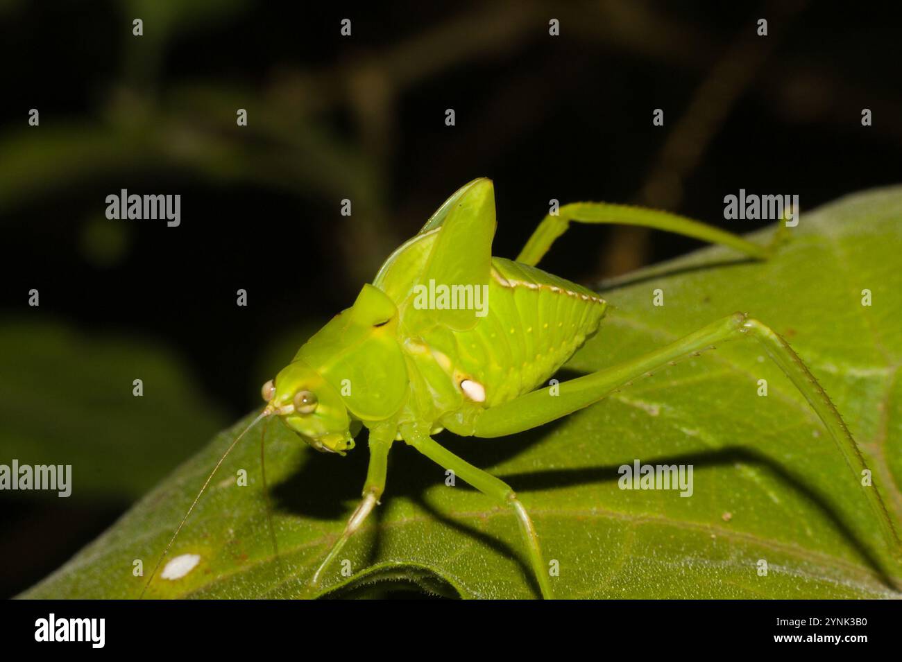 Neotropical Giant Katydids (Stilpnochlora Stock Photo - Alamy