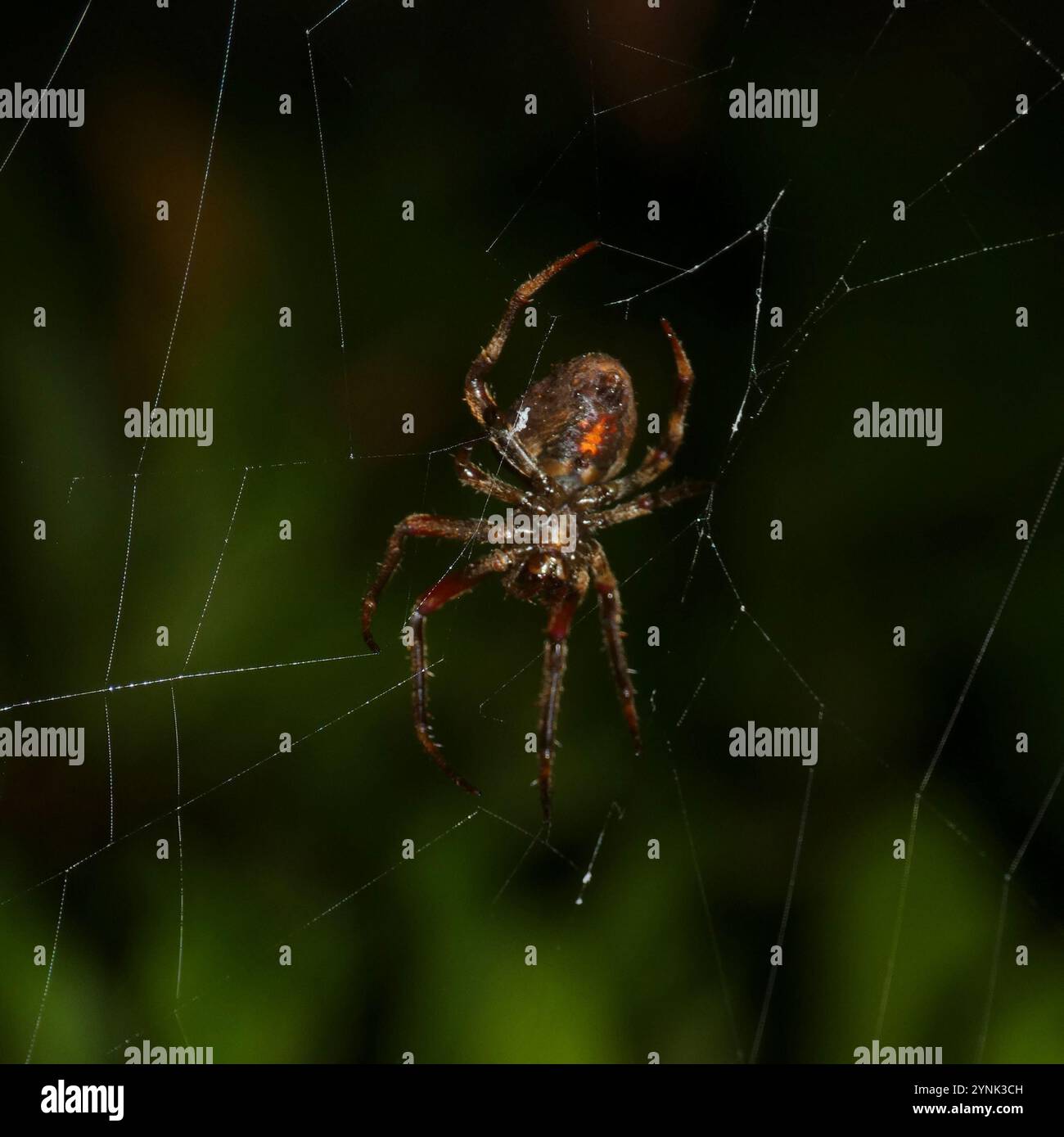 Red-spot Hairy Field Spider (Neoscona triangula Stock Photo - Alamy
