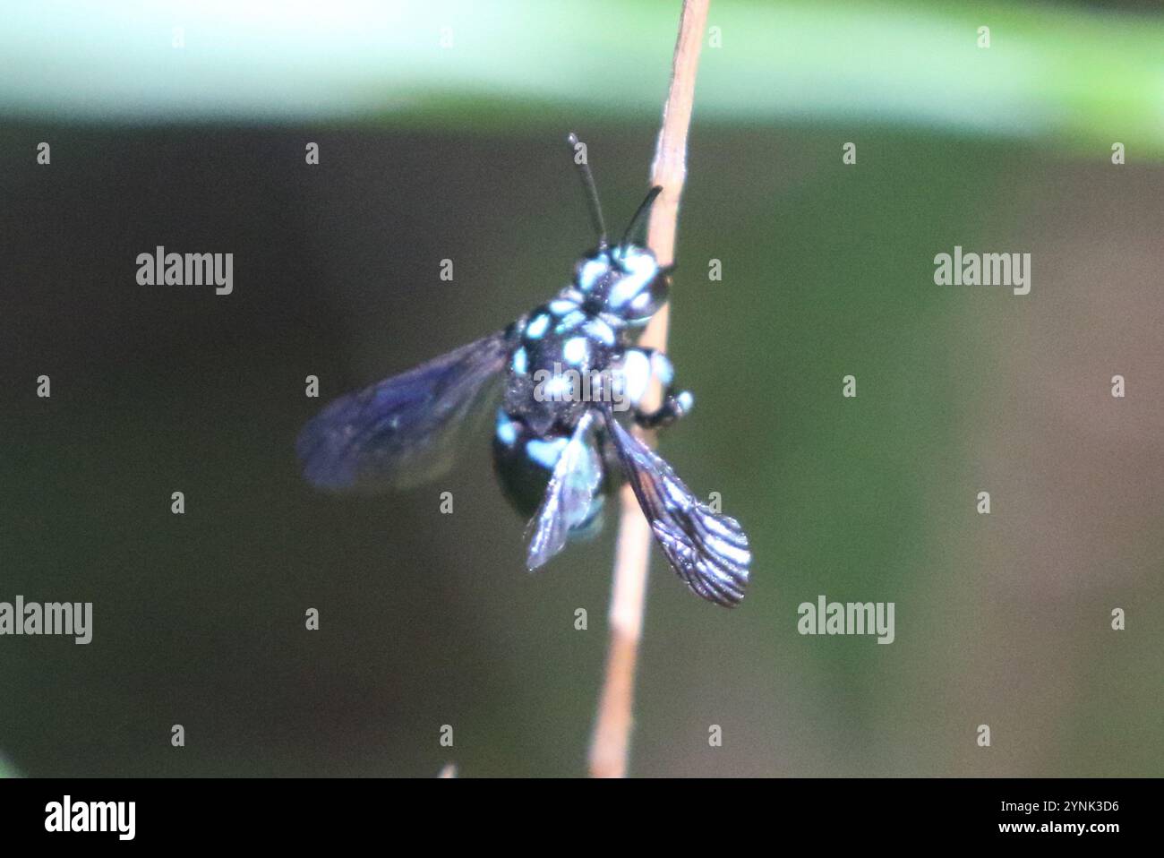 Cloak and dagger bee hi-res stock photography and images - Alamy