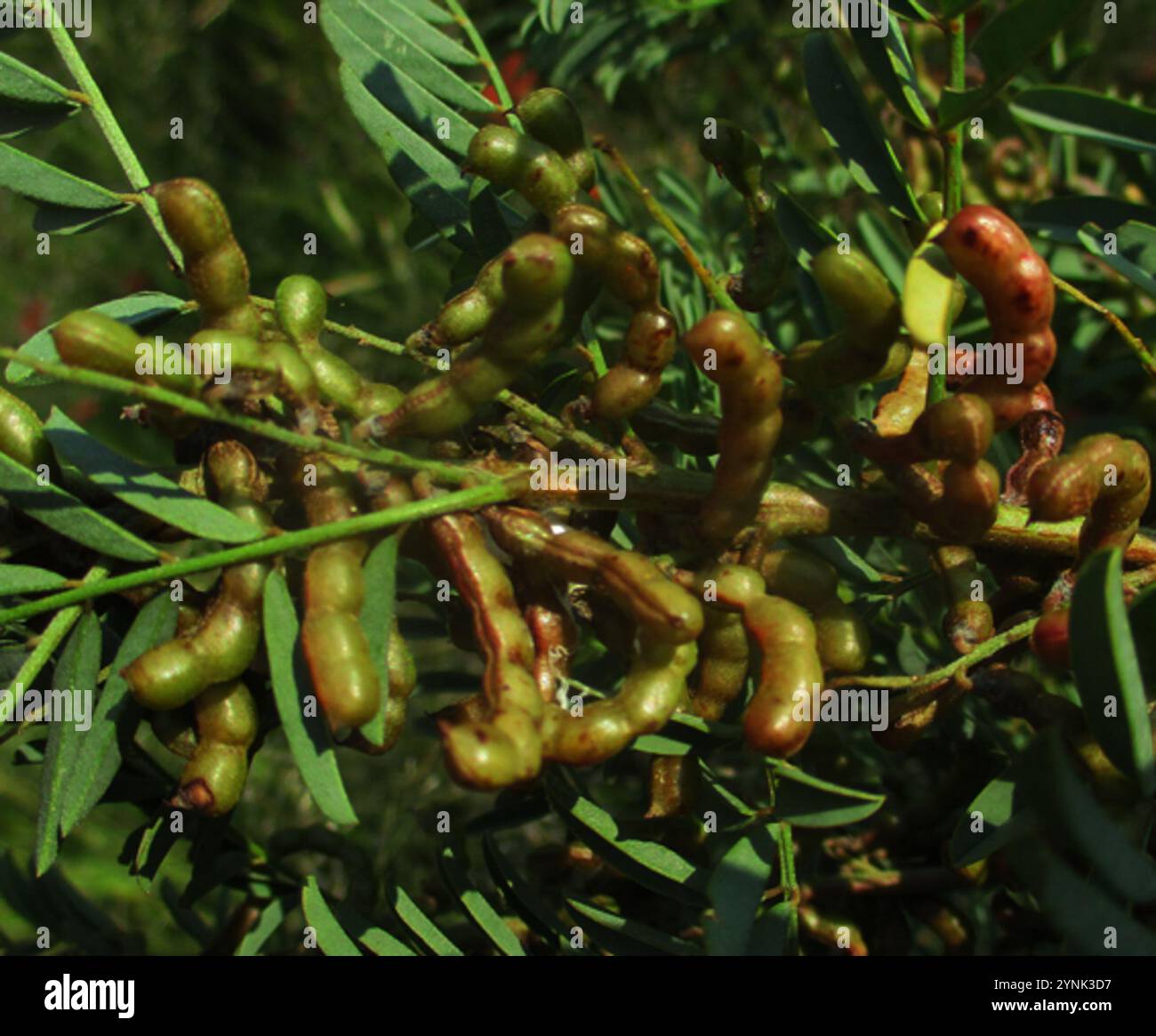 (Indigofera cryptantha cryptantha Stock Photo - Alamy