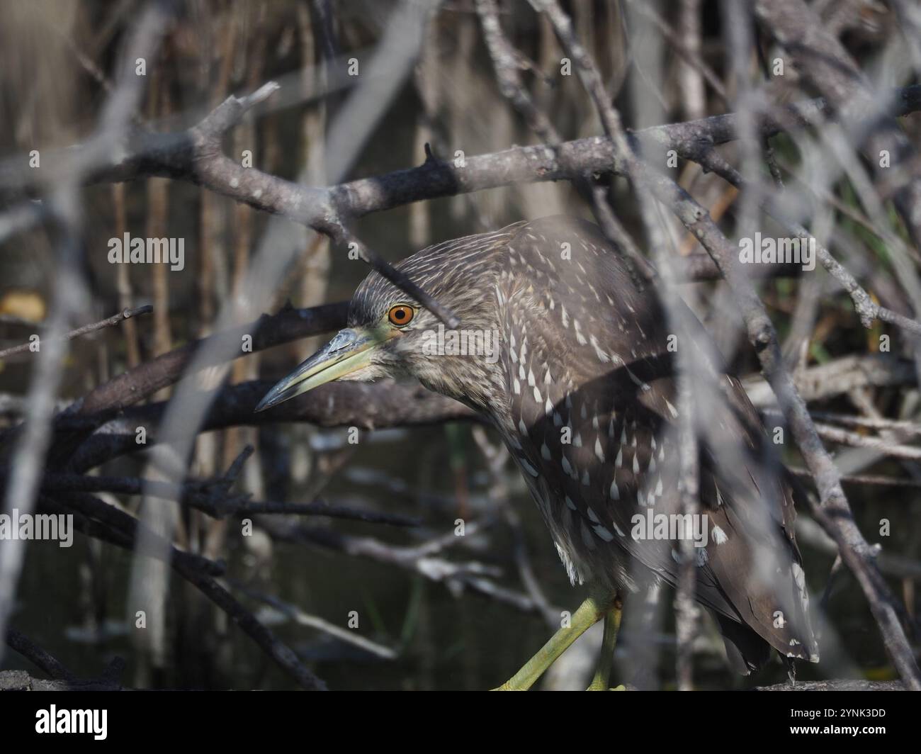 Old World Black-crowned Night Heron (Nycticorax nycticorax nycticorax ...