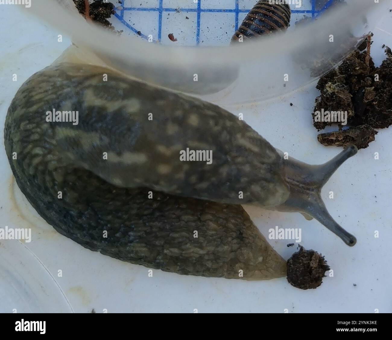 Cellar Slugs (Limacus Stock Photo - Alamy