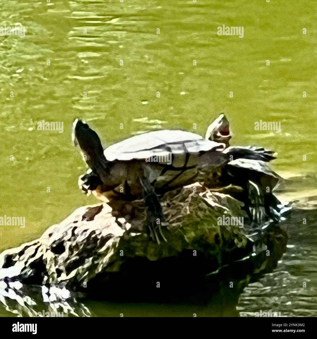 Pond Slider (Trachemys scripta Stock Photo - Alamy