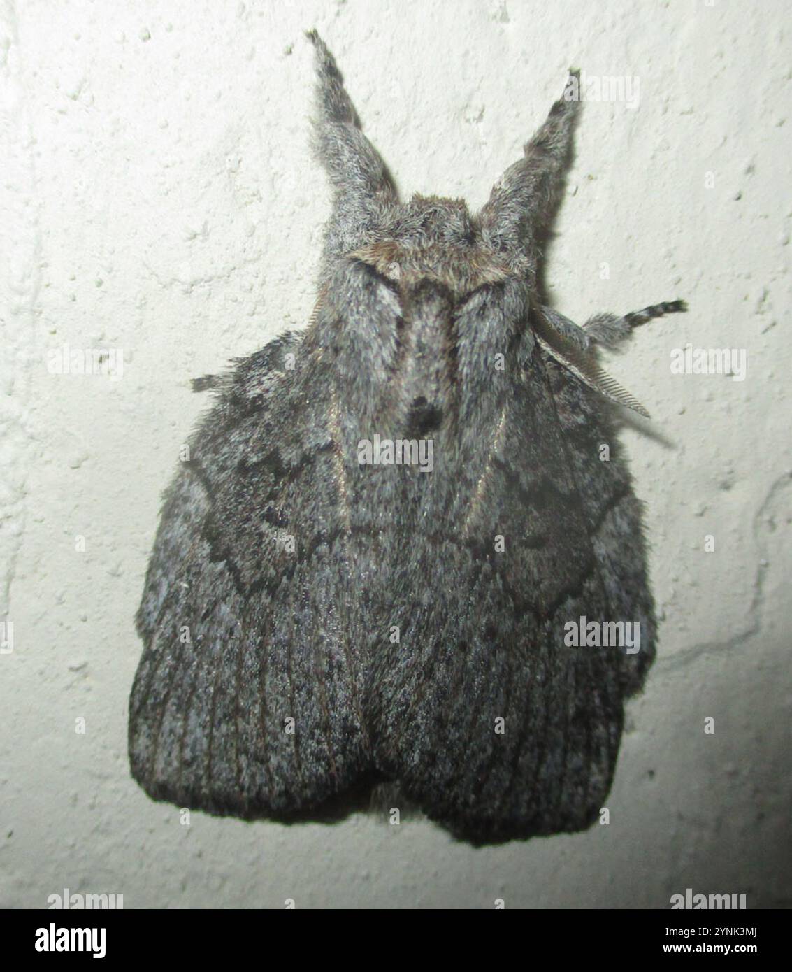 Lappet Moths (Lasiocampidae Stock Photo - Alamy