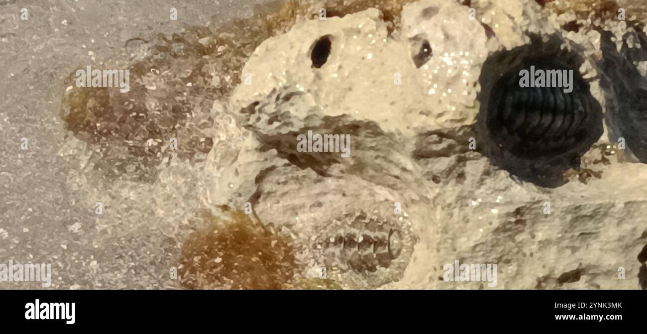 West Indian Fuzzy Chiton (Acanthopleura granulata Stock Photo - Alamy