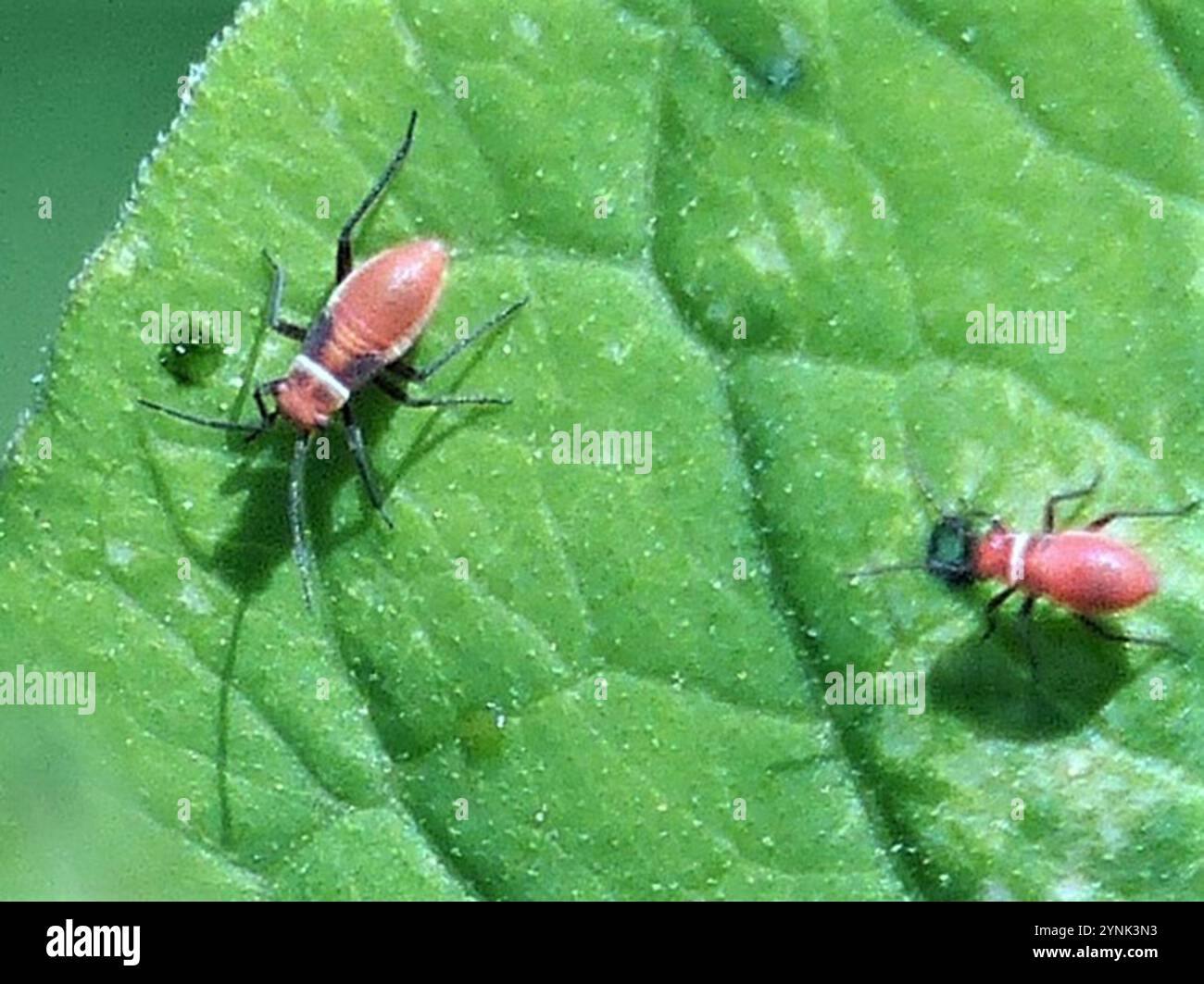 True Bugs (Heteroptera Stock Photo - Alamy