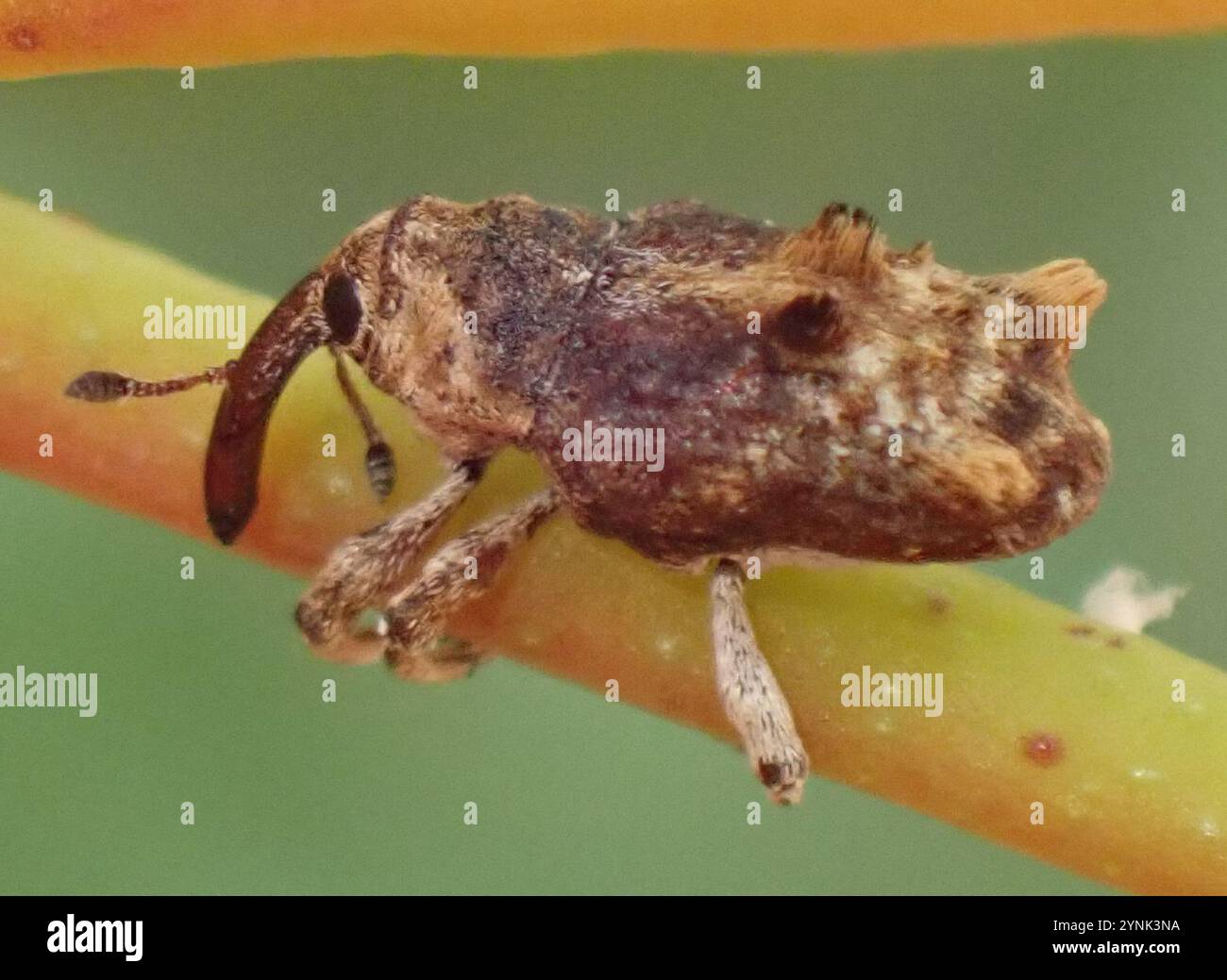 lesser shoot weevil (Myllorhinus dentiferus Stock Photo - Alamy