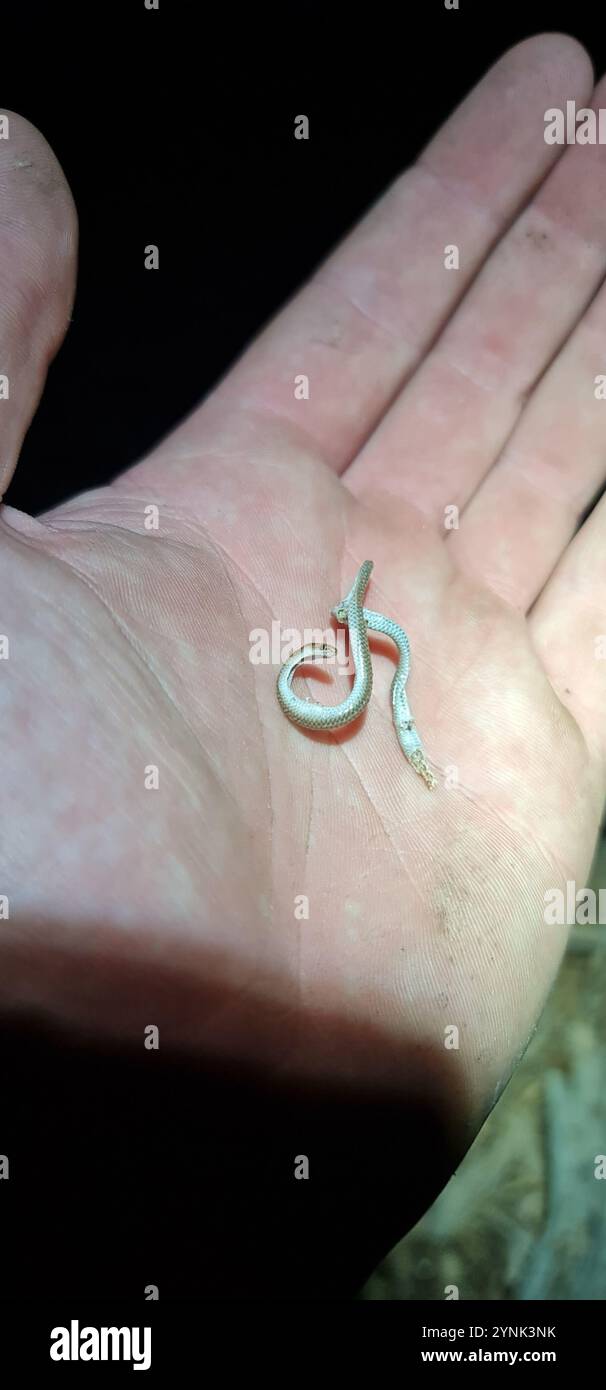 Mallee Worm-lizard (Aprasia inaurita Stock Photo - Alamy