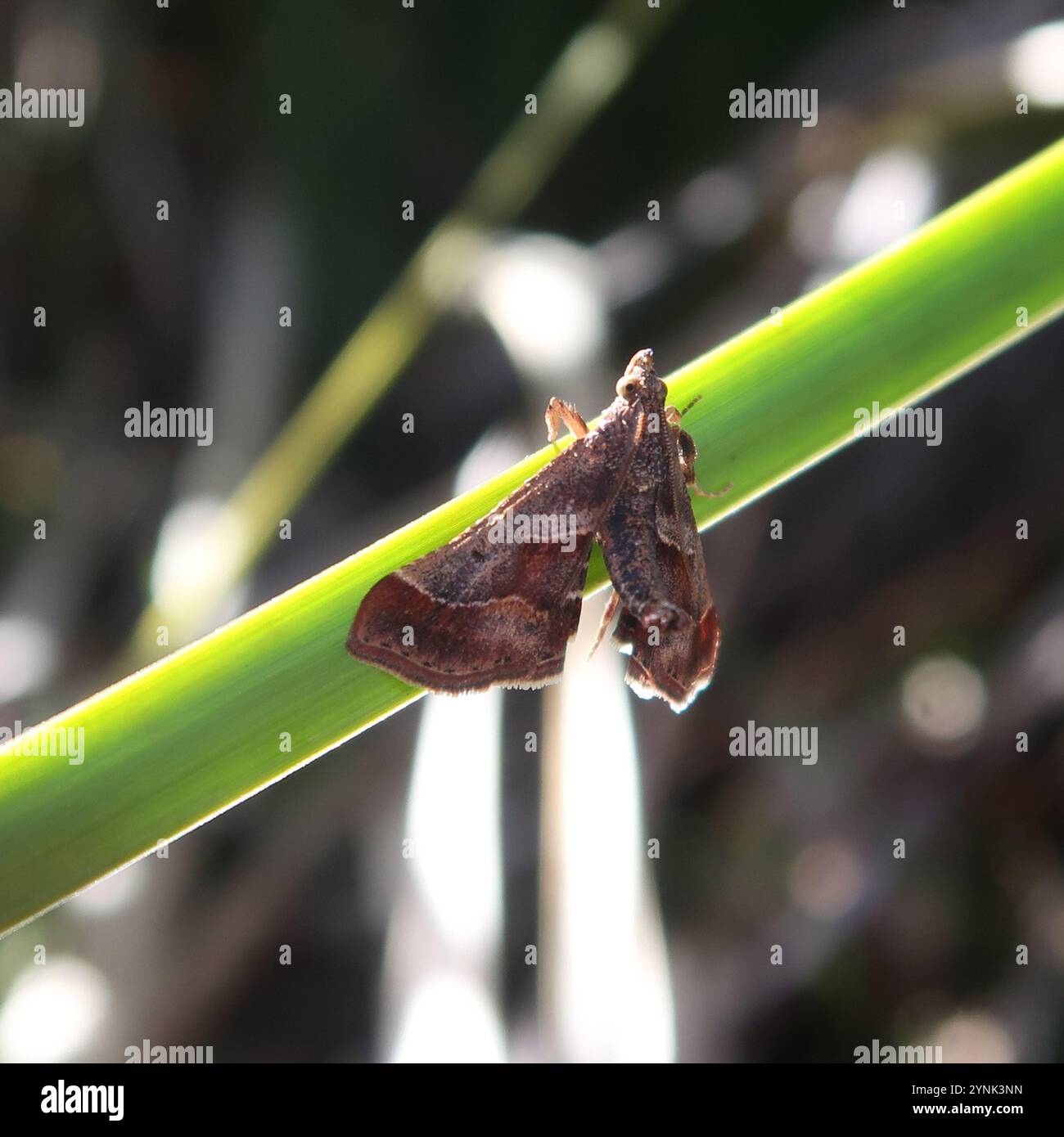Wattle Gall Moth (Gauna aegusalis Stock Photo - Alamy