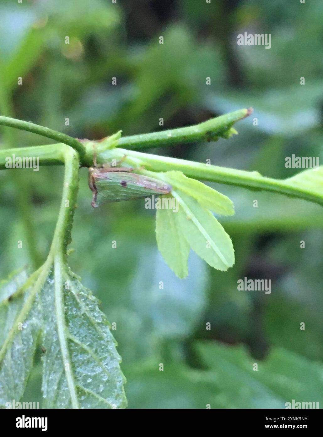 Typical Treehoppers (Membracidae Stock Photo - Alamy