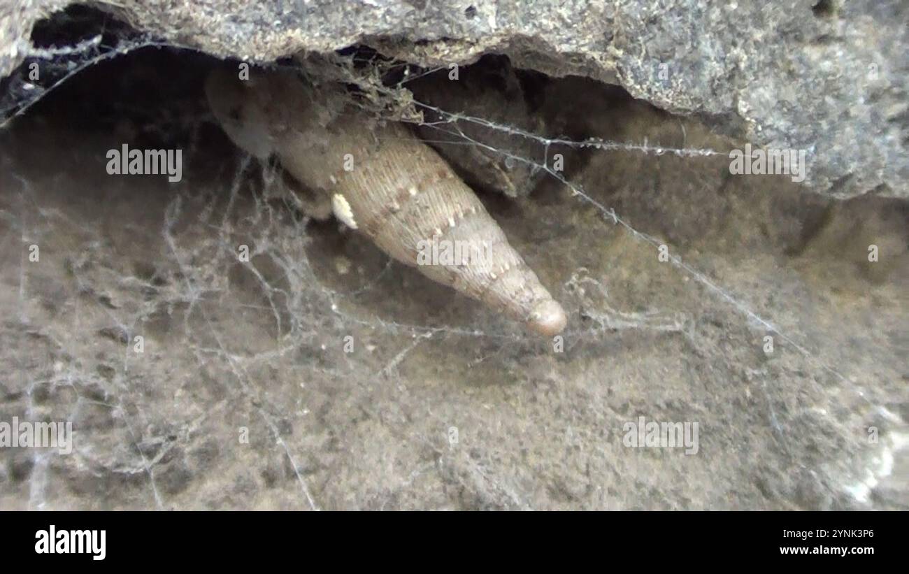 Papillifera papillaris hi-res stock photography and images - Alamy