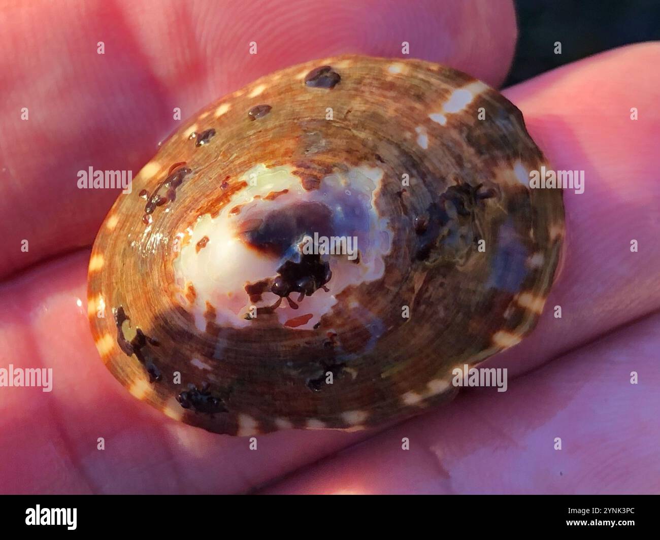 Shield Limpet (Lottia pelta Stock Photo - Alamy