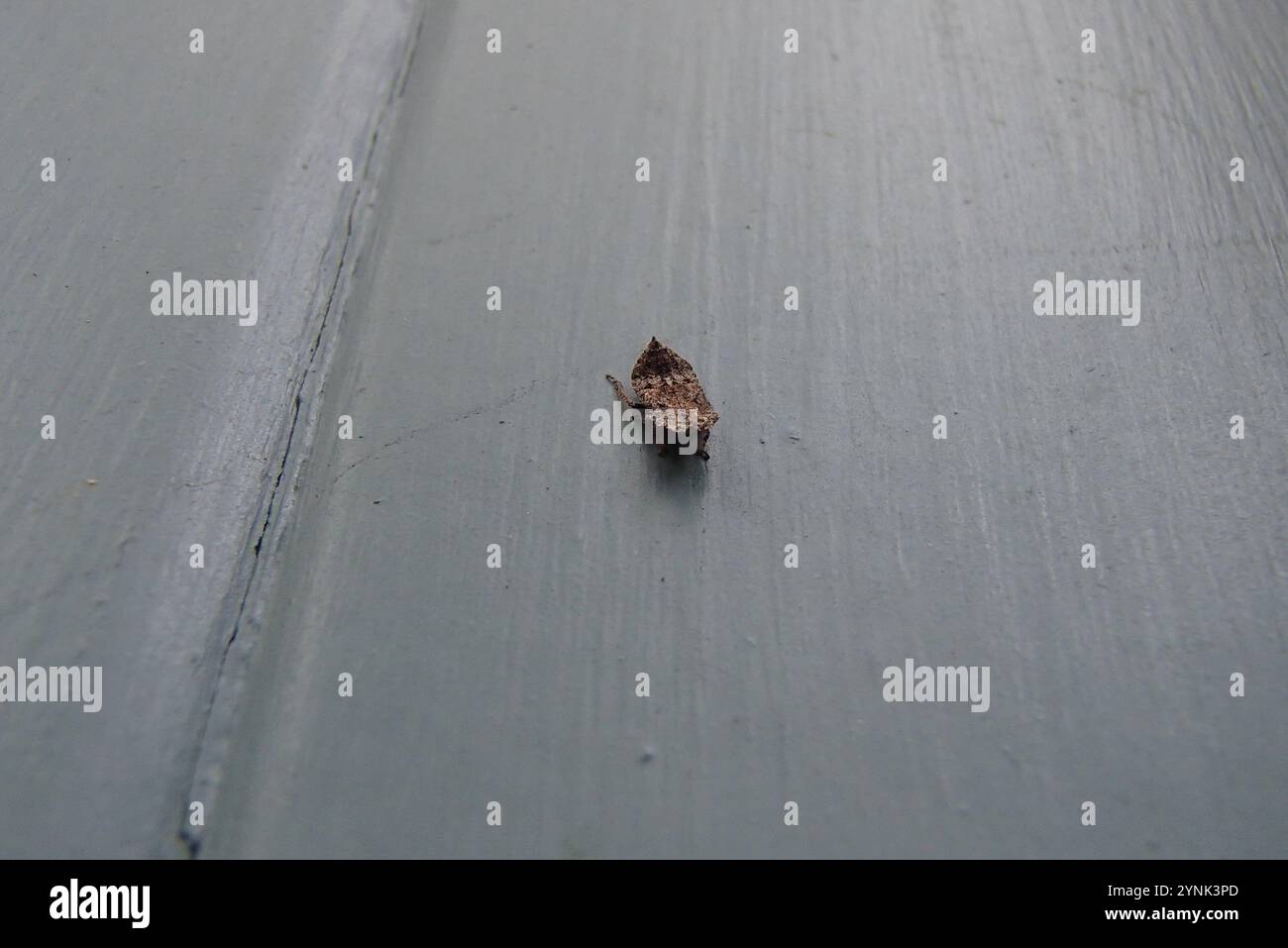 True Bugs, Hoppers, Aphids, and allies (Hemiptera Stock Photo - Alamy
