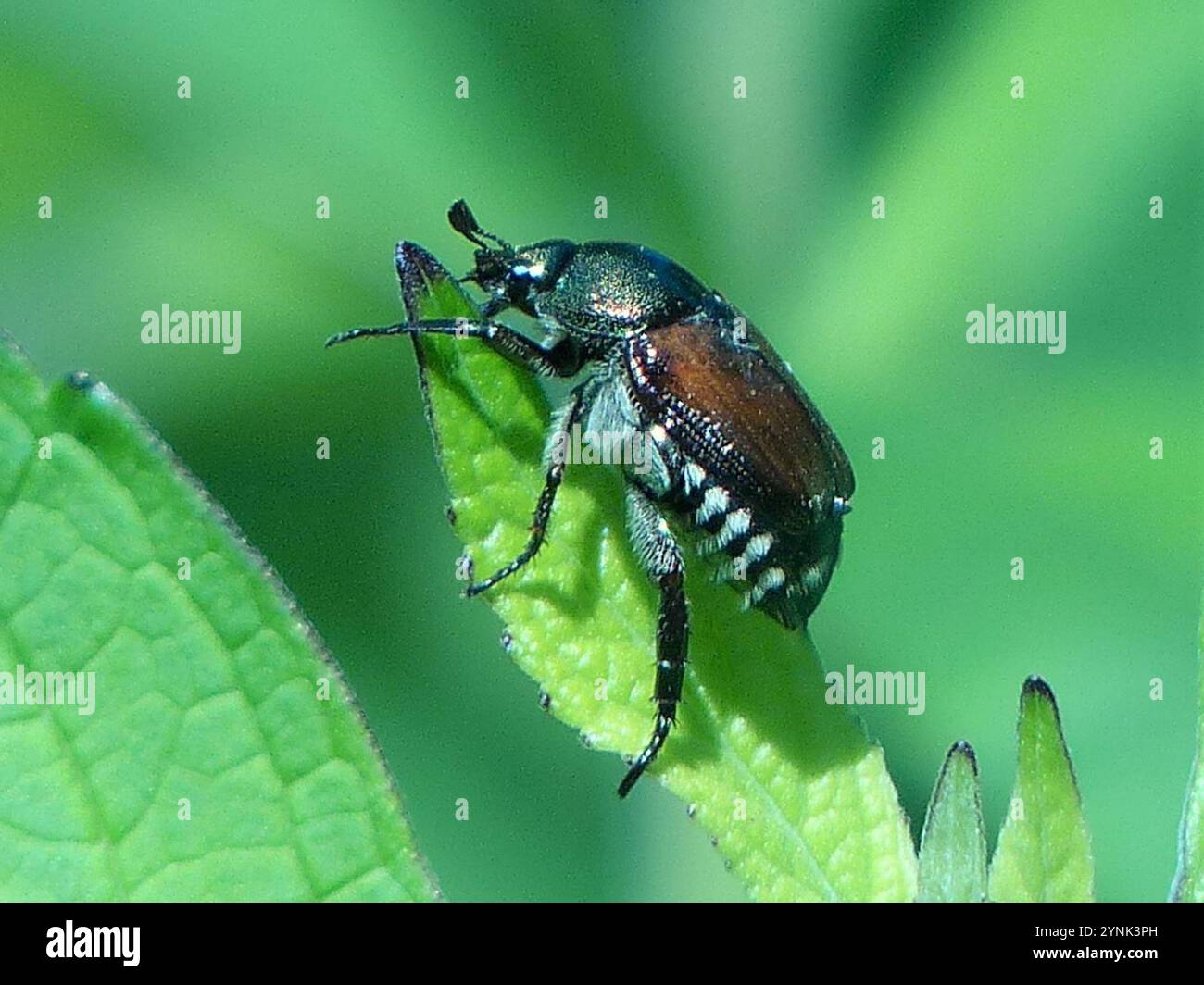 Japanese Beetle (Popillia japonica Stock Photo - Alamy