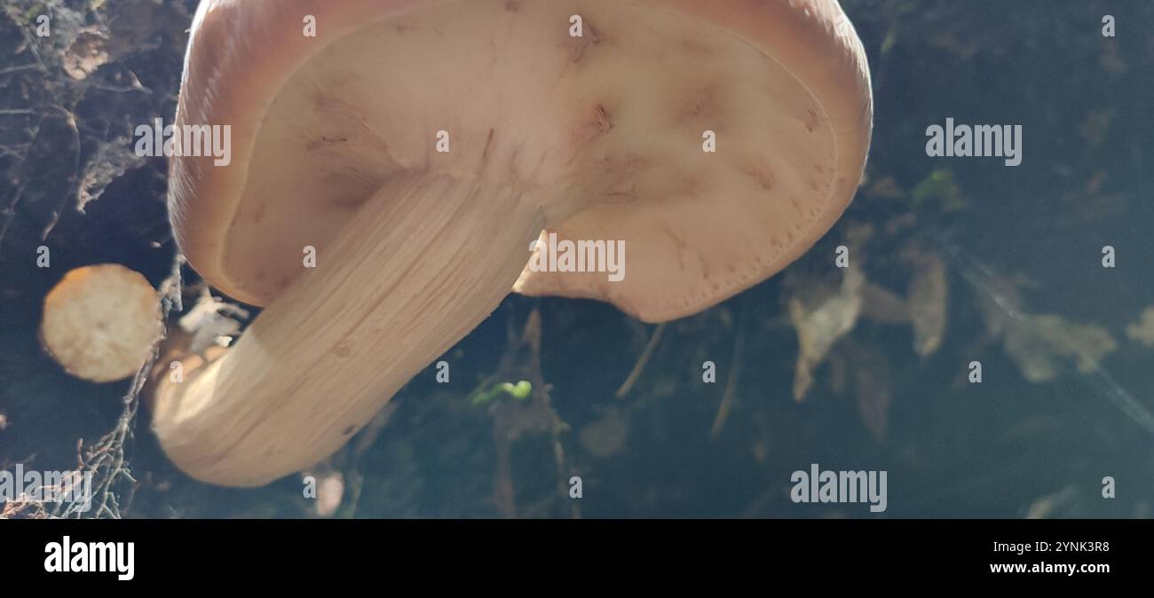 Cyclocybe parasitica hi-res stock photography and images - Alamy