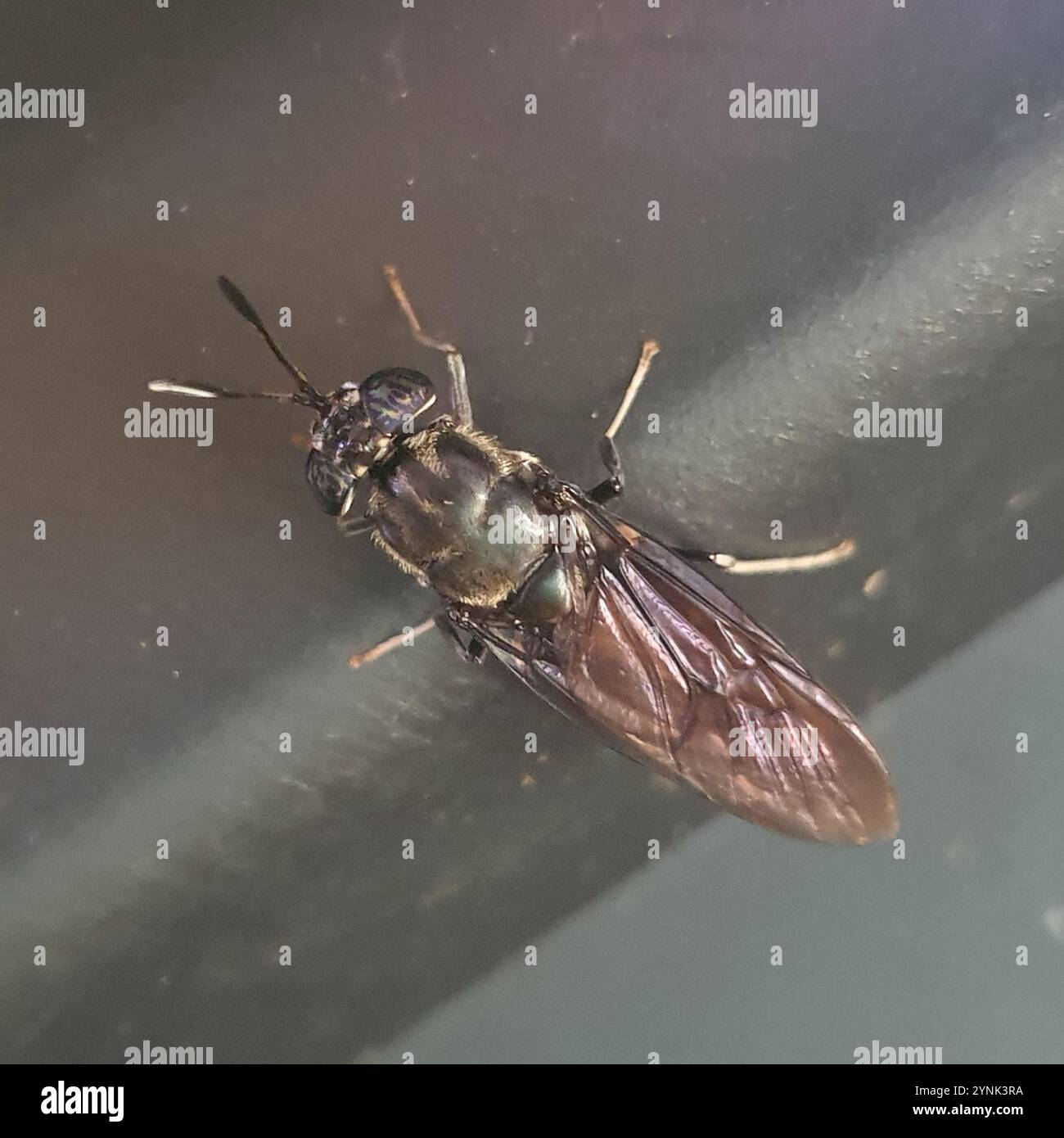 Black Soldier Fly (Hermetia illucens Stock Photo - Alamy
