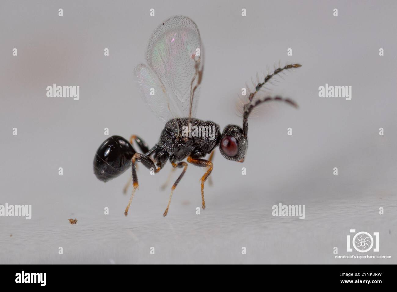 Eurytoma hi-res stock photography and images - Alamy