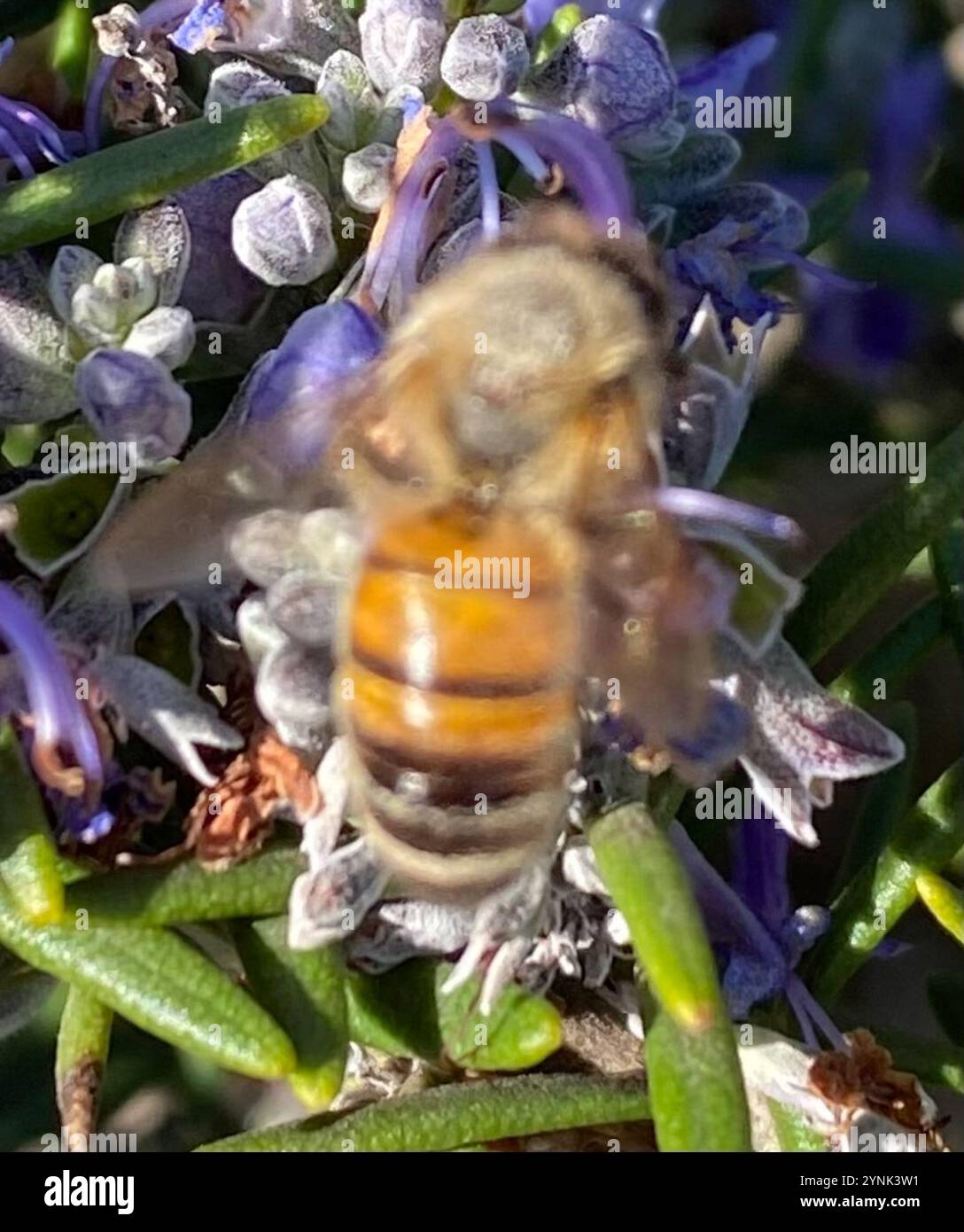 Western Honey Bee (Apis mellifera Stock Photo - Alamy