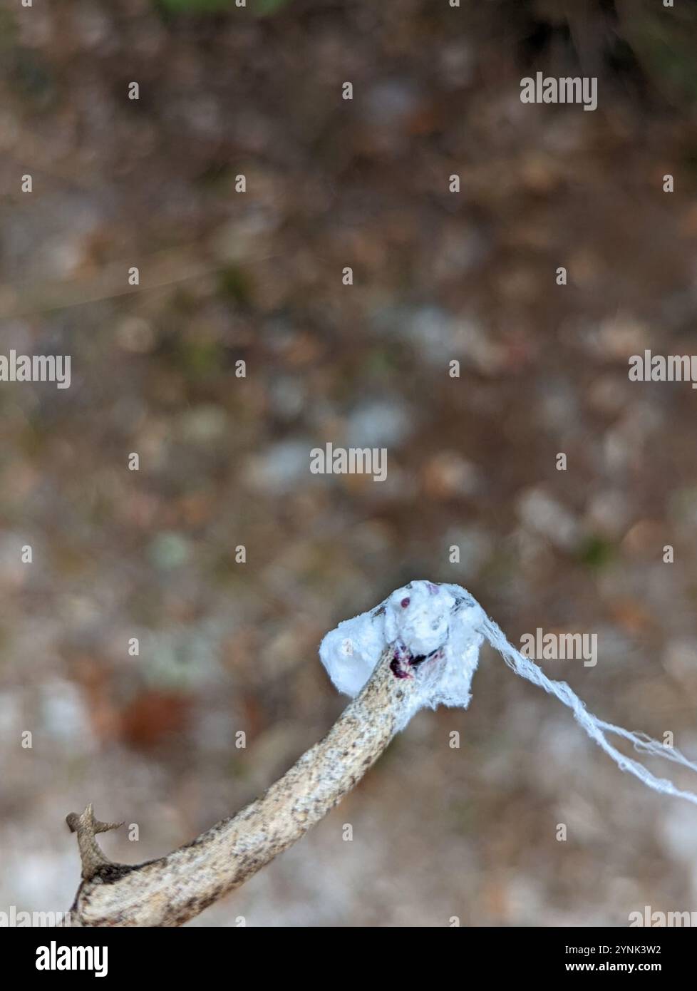 American cochineal bug (Dactylopius confusus Stock Photo - Alamy
