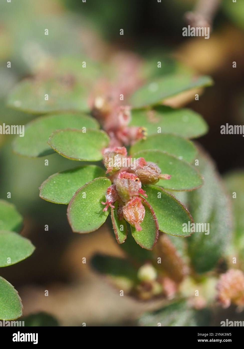 Euphorbia thymifolia hi-res stock photography and images - Alamy