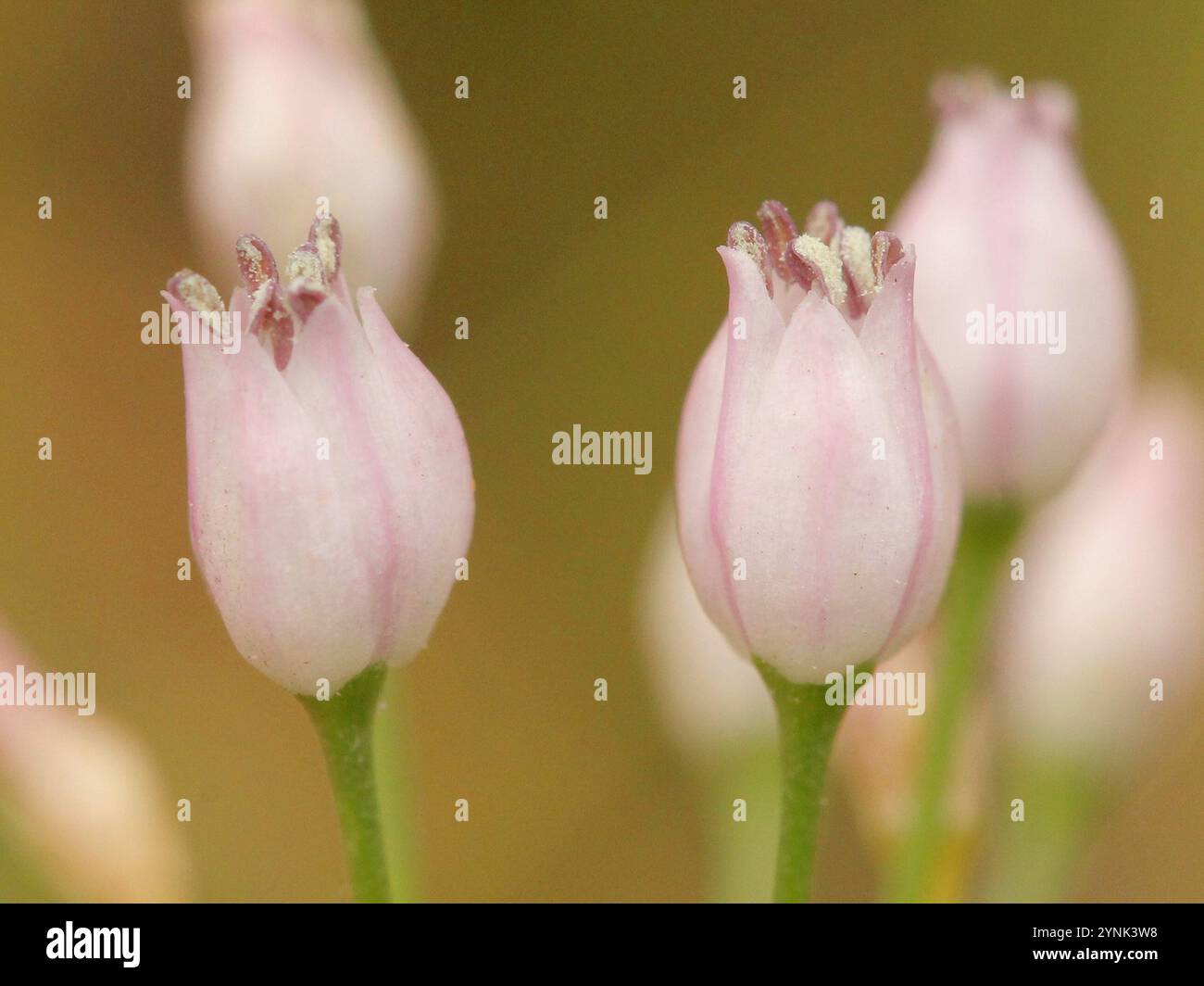 Mouse Garlic (Allium angulosum Stock Photo - Alamy