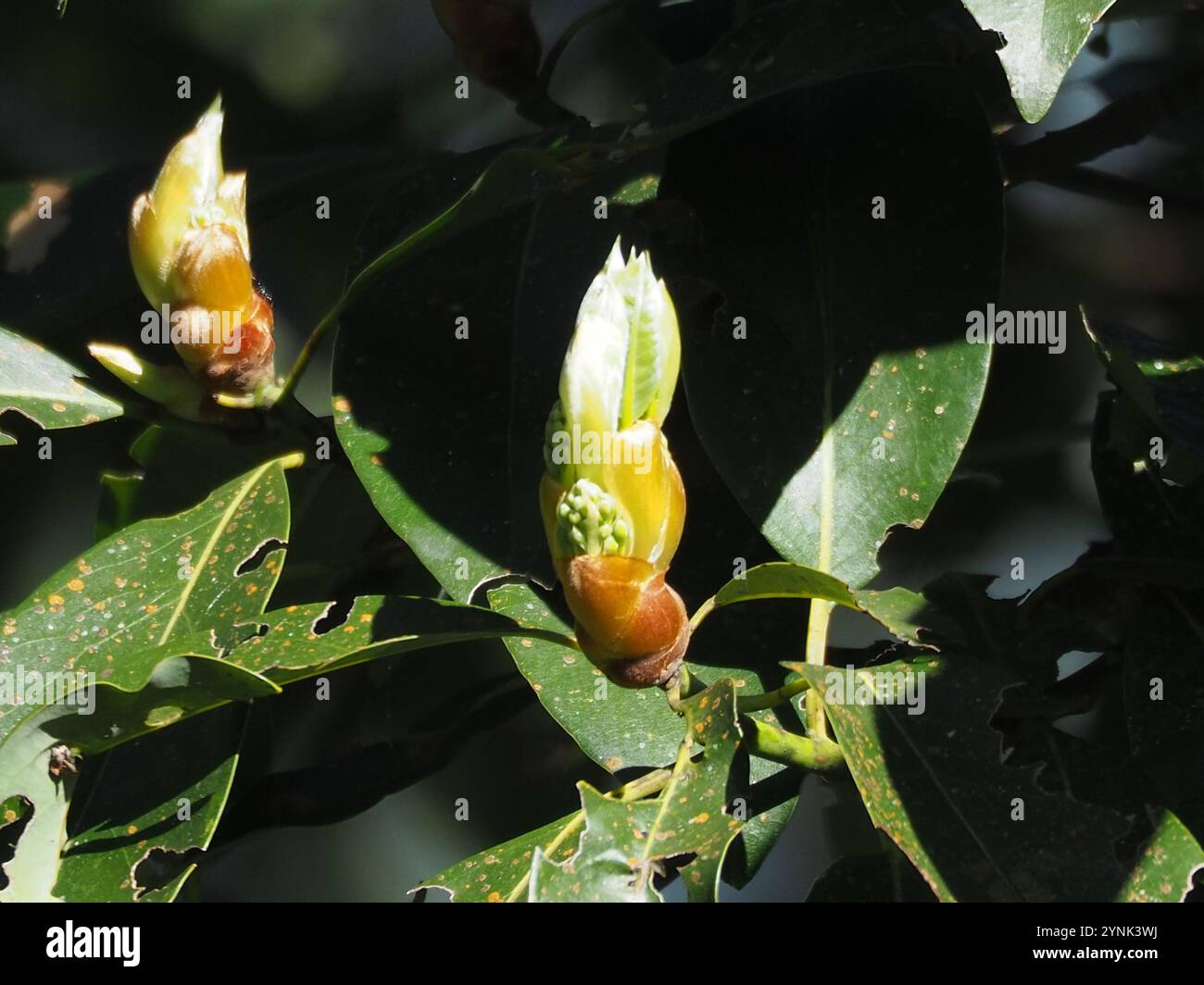 Red Machilus (Machilus thunbergii Stock Photo - Alamy