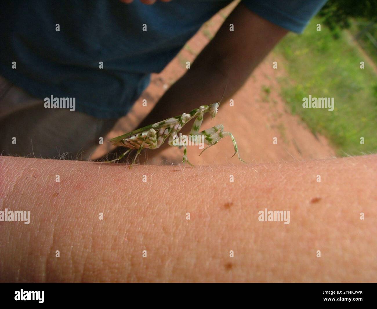 Harpagomantis tricolor hi-res stock photography and images - Alamy