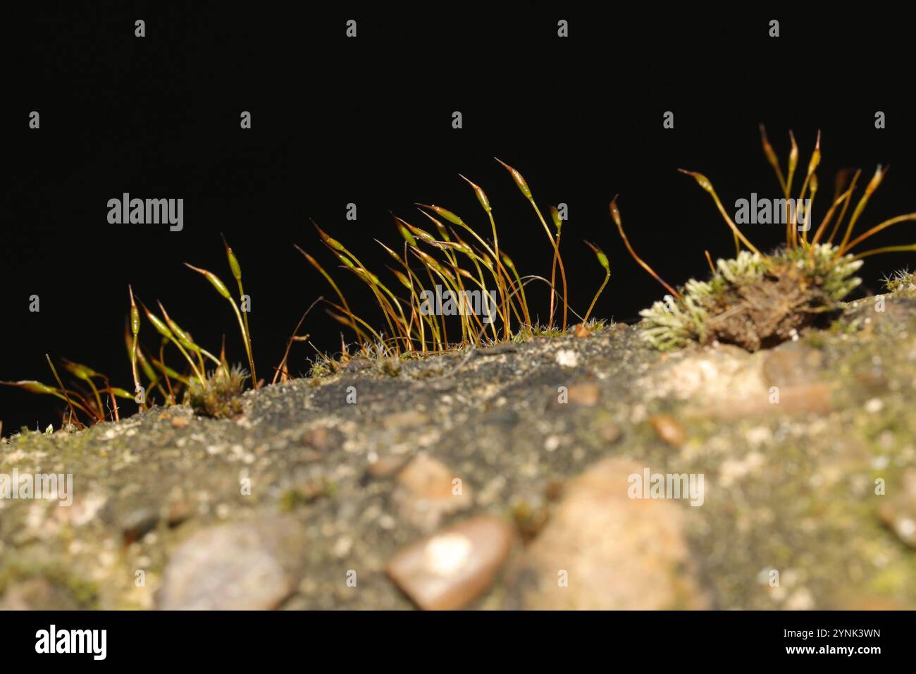 Wall Screw-moss (Tortula muralis Stock Photo - Alamy