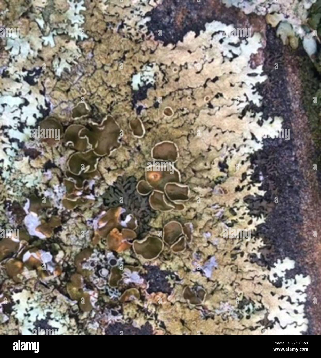 Peppered Rock-shield (Xanthoparmelia conspersa Stock Photo - Alamy