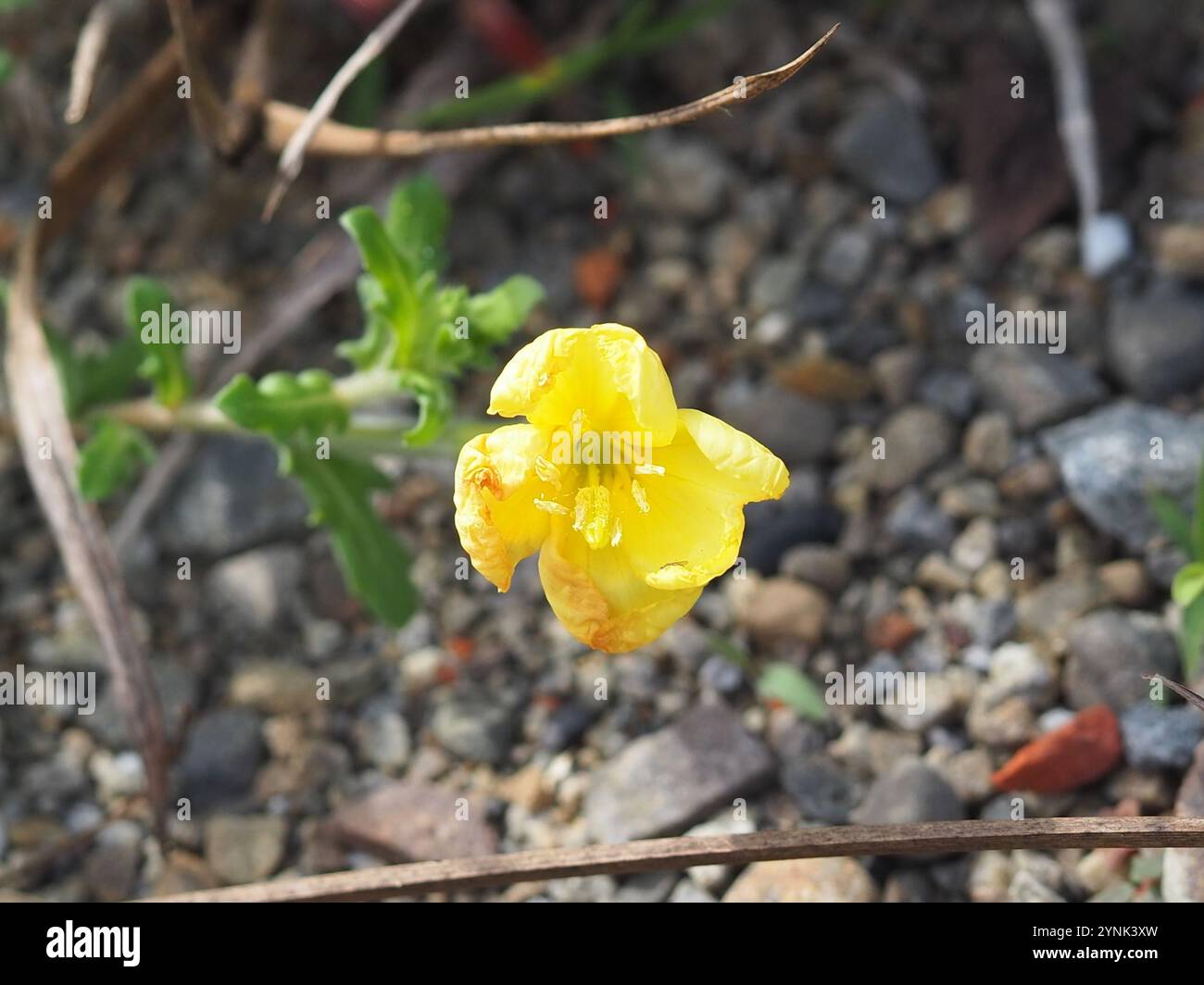 cutleaf evening primrose (Oenothera laciniata Stock Photo - Alamy