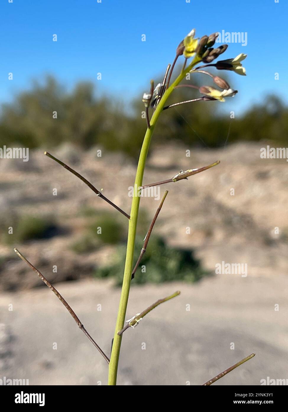Saharan Mustard (Brassica tournefortii Stock Photo - Alamy