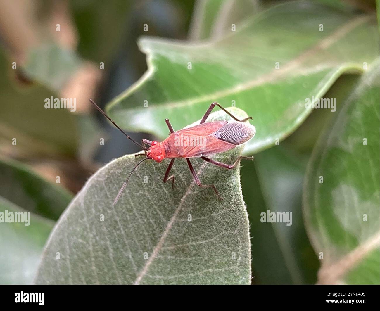 Old World Soapberry Bugs (Leptocoris Stock Photo - Alamy