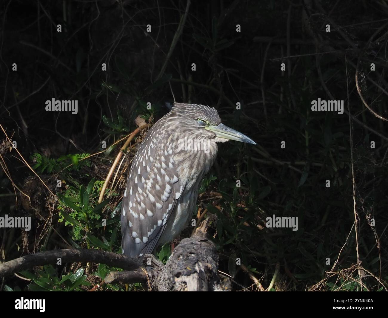 Old World Black-crowned Night Heron (Nycticorax nycticorax nycticorax ...