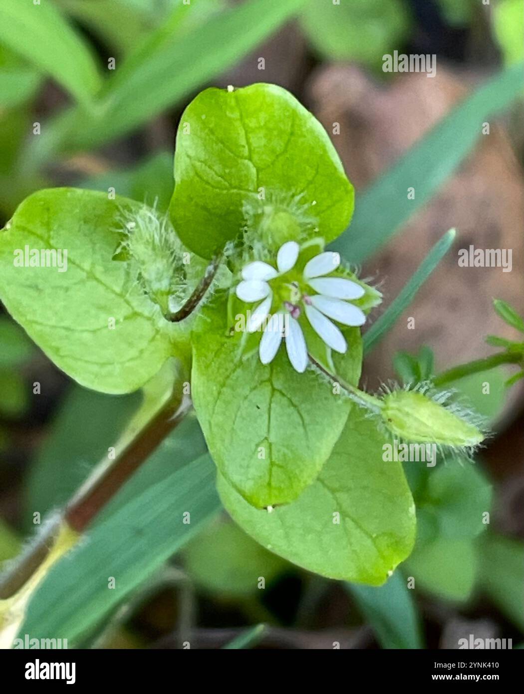 common chickweed (Stellaria media Stock Photo - Alamy