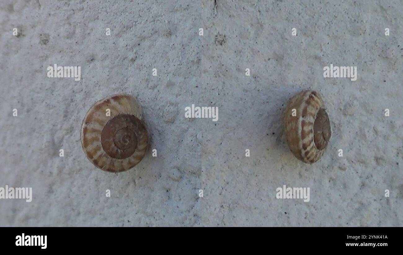 Common Land Snails and Slugs (Stylommatophora Stock Photo - Alamy