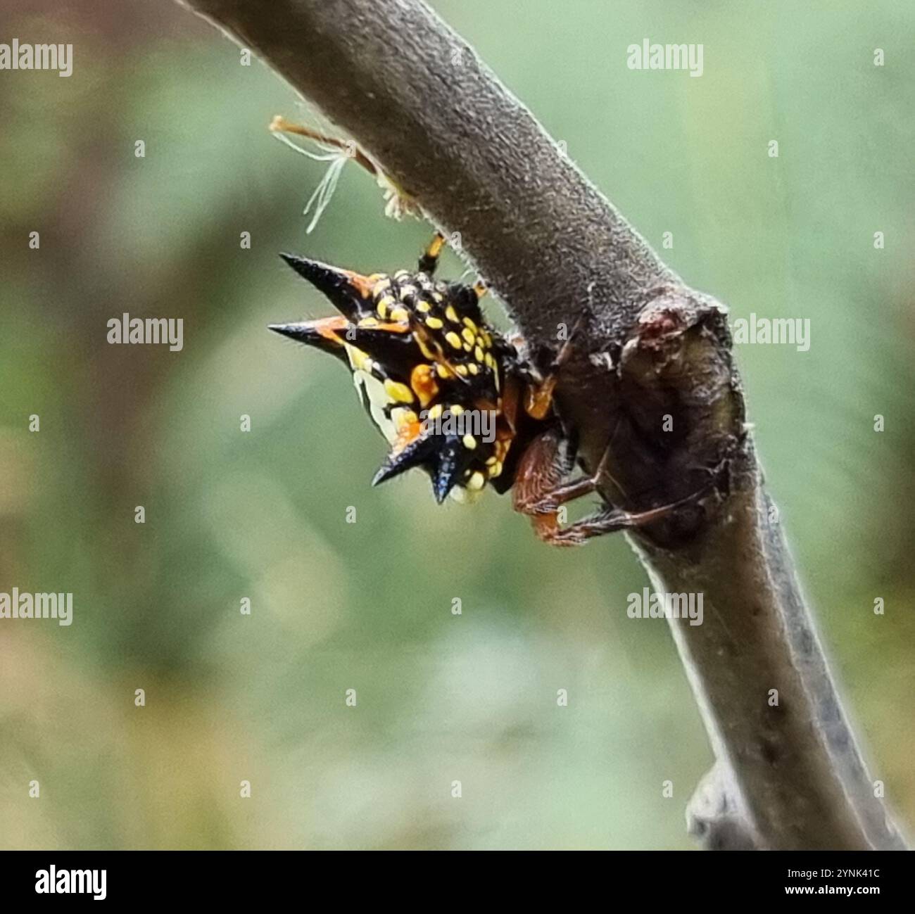 Christmas Jewel Spider (Austracantha minax Stock Photo - Alamy