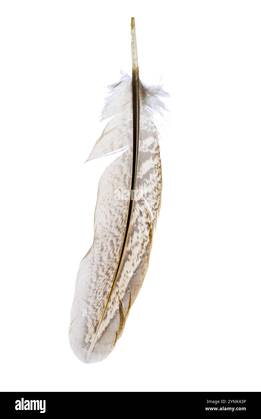 bird feather isolated on white background Stock Photo - Alamy