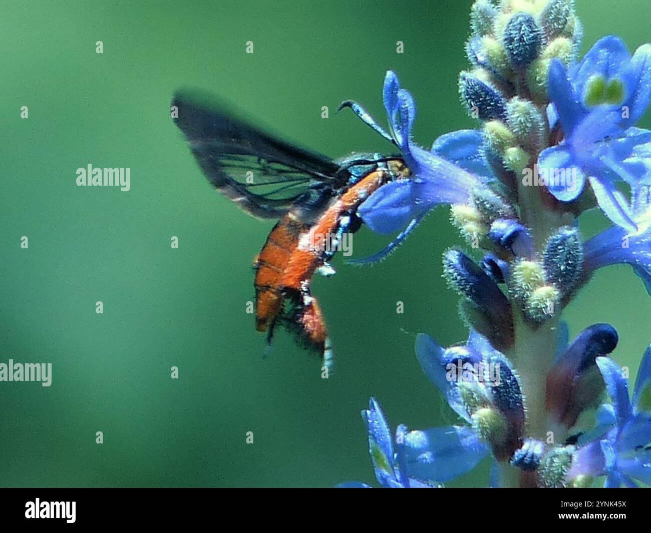 Squash Vine Borer (Eichlinia cucurbitae Stock Photo - Alamy