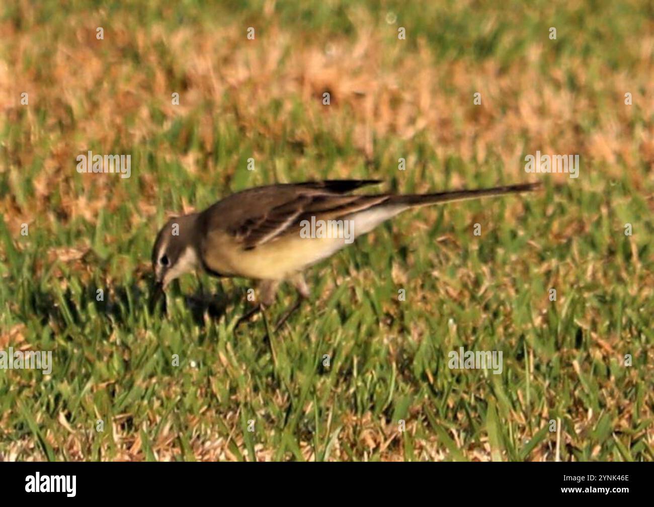 Common Cape Wagtail (Motacilla capensis capensis Stock Photo - Alamy