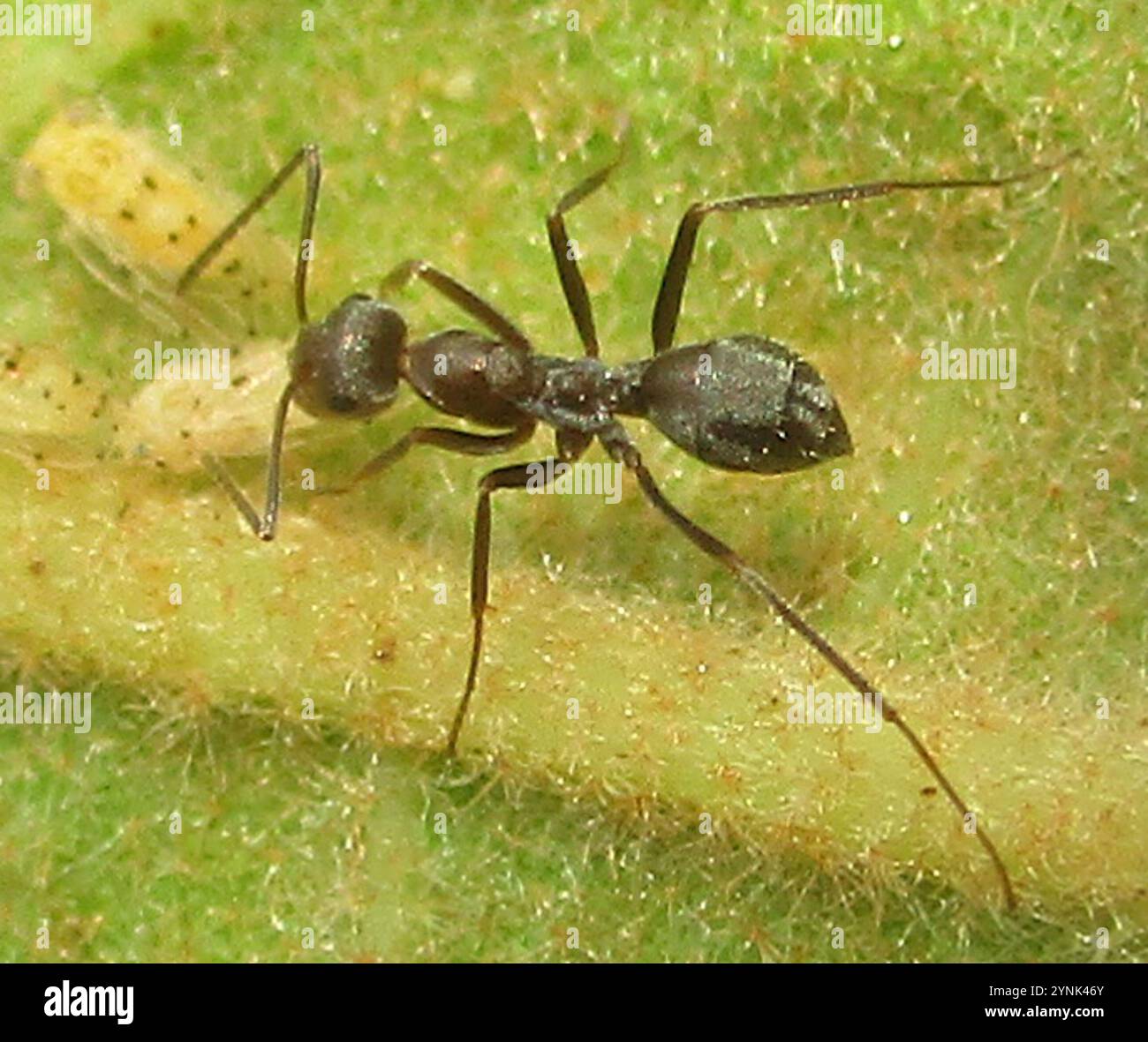 Small pugnacious ant (Anoplolepis steingroeveri Stock Photo - Alamy