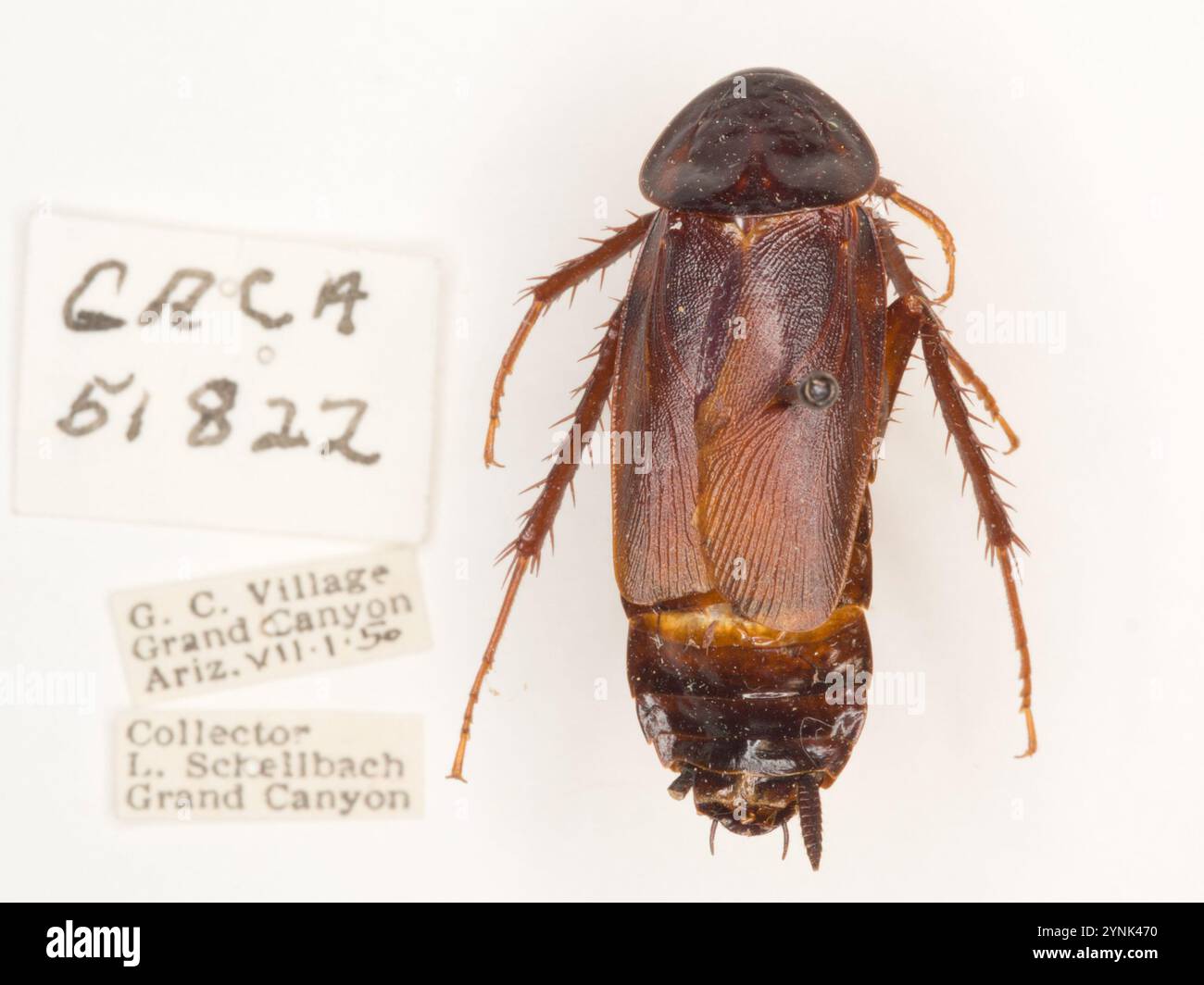 Oriental Cockroach (Blatta orientalis Stock Photo - Alamy
