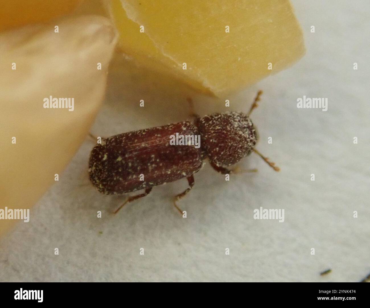 Lesser Grain Borer (Rhyzopertha dominica Stock Photo - Alamy