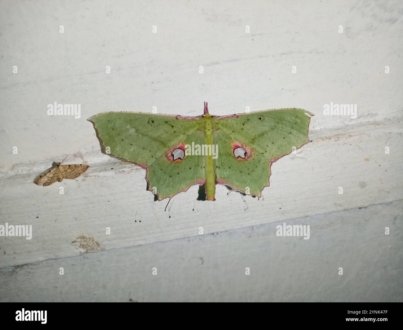 Geometer Moths (Geometridae Stock Photo - Alamy