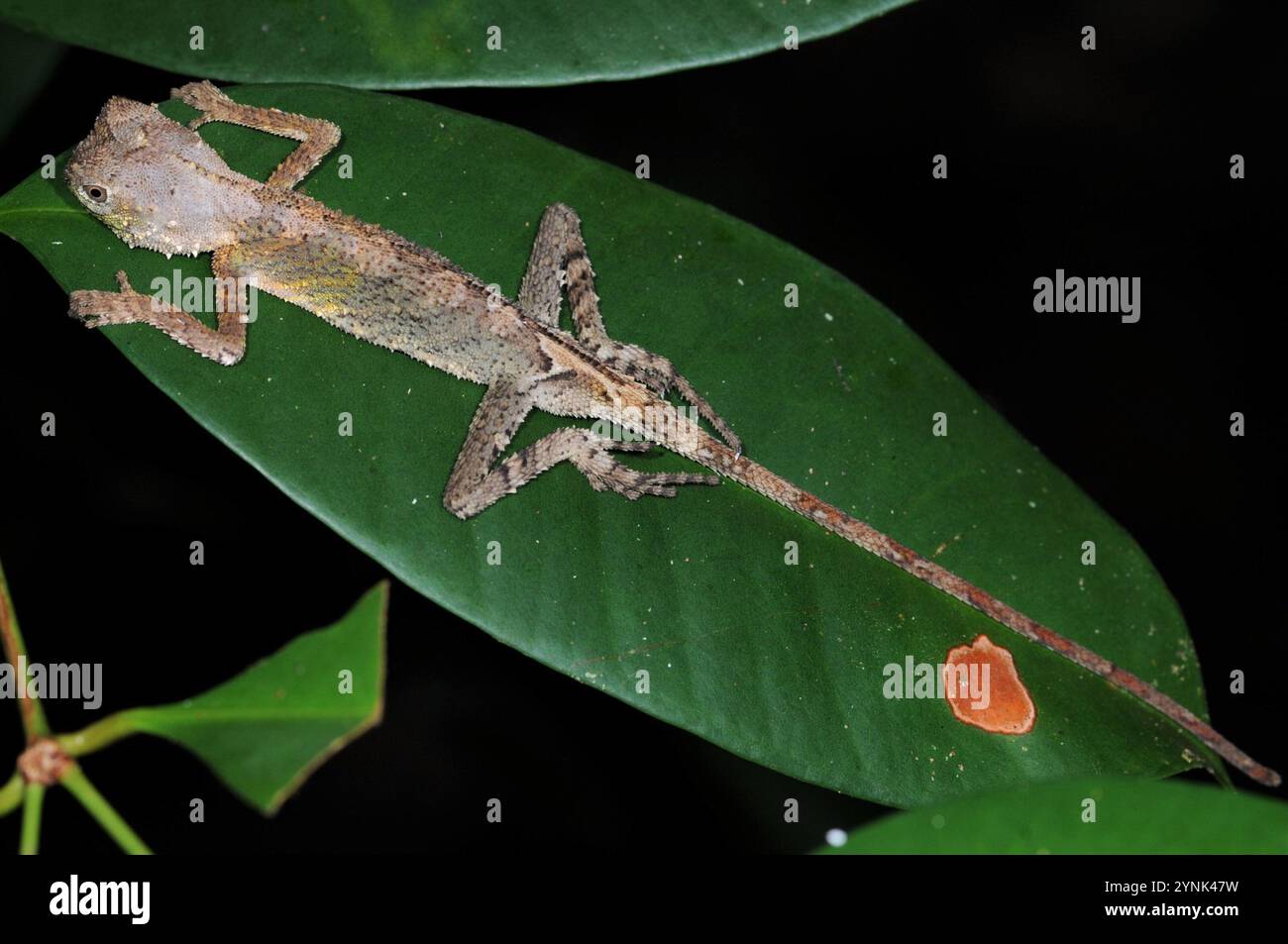 Eyebrow lizard hi-res stock photography and images - Alamy