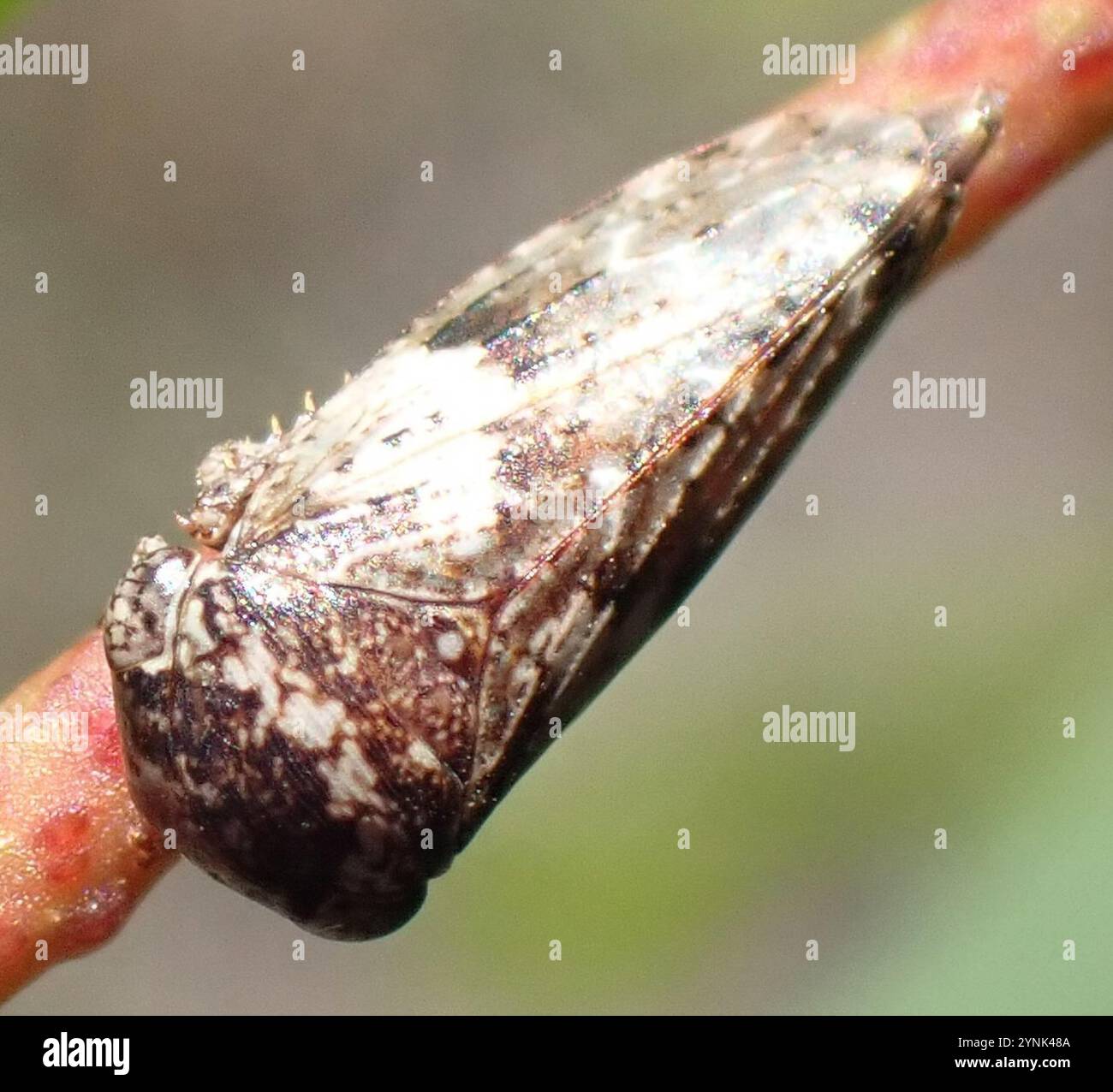 True Hoppers (Auchenorrhyncha Stock Photo - Alamy