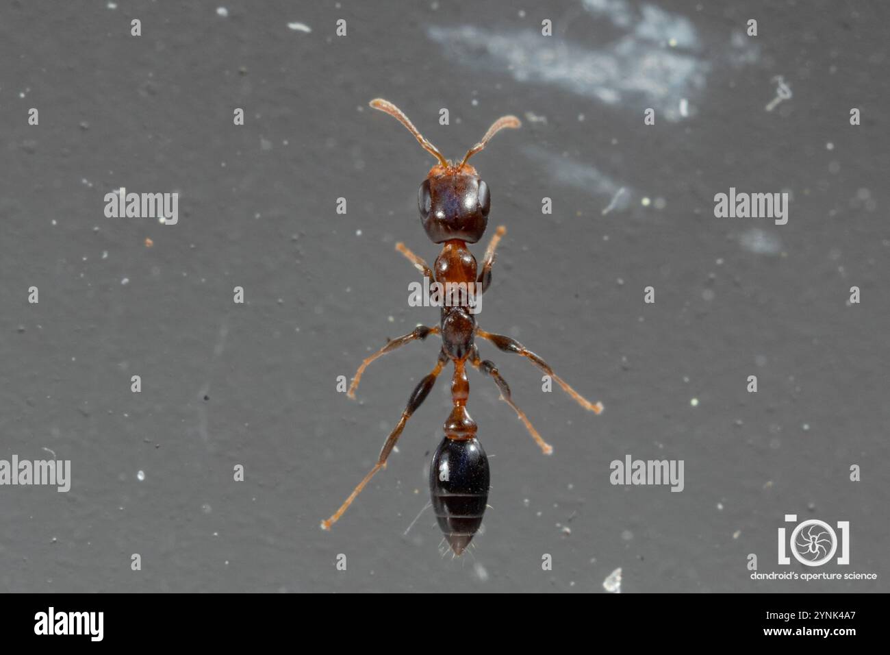 Shining Dark Twig Ant (Pseudomyrmex ejectus Stock Photo - Alamy